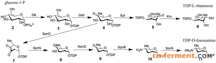 多杀菌素生物合成的研究进展