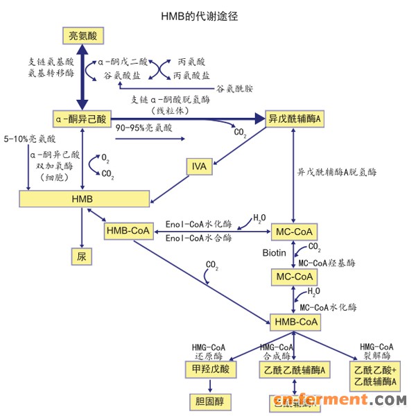 新食品原料CaHMB（β-羟基-β甲基丁酸钙）及其产品开发前景