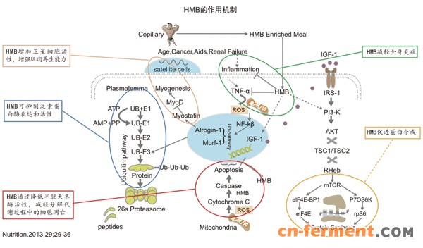新食品原料CaHMB（β-羟基-β甲基丁酸钙）及其产品开发前景
