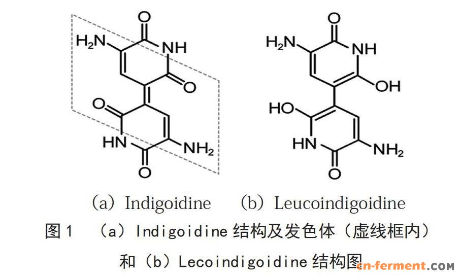 重组大肠杆菌产Indigoidine的发酵优化