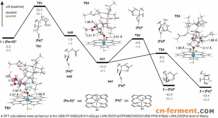 基因组所闫建斌重建巴卡亭III生物合成线路 紫杉醇生物合成途径打通_教育科研_资讯_发酵工业网